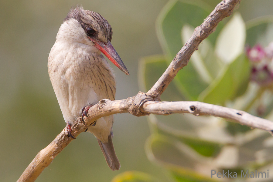 Pekka Malmin lintusivut